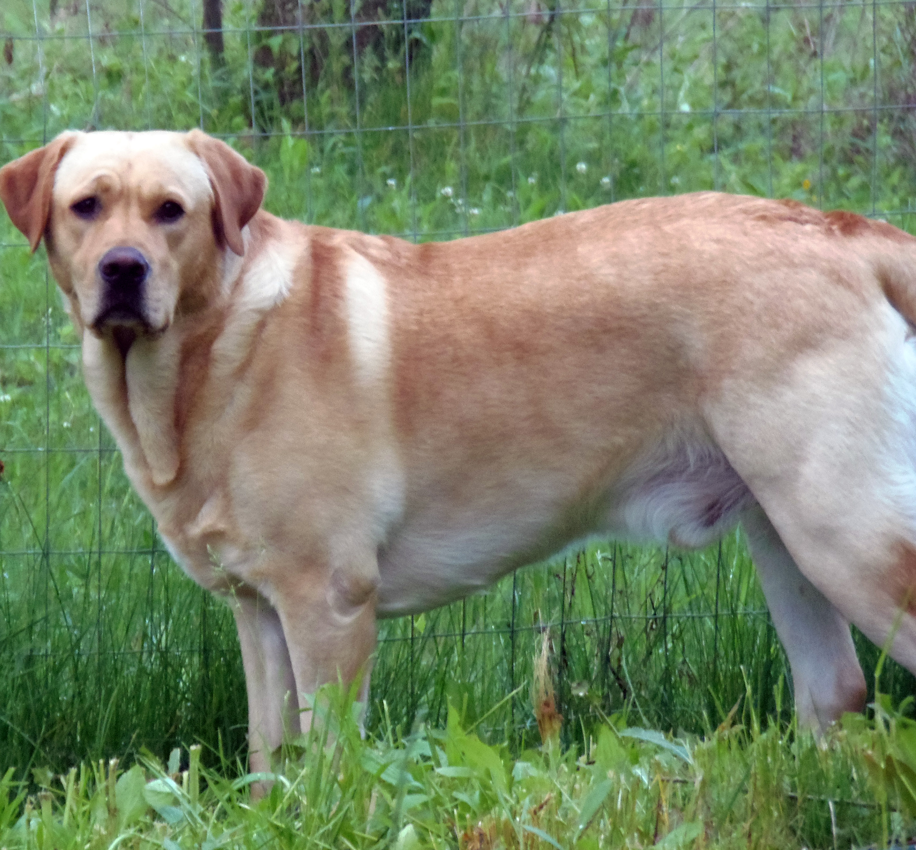 Heaventree Creek AKC Labrador Retrievers Welcomes You